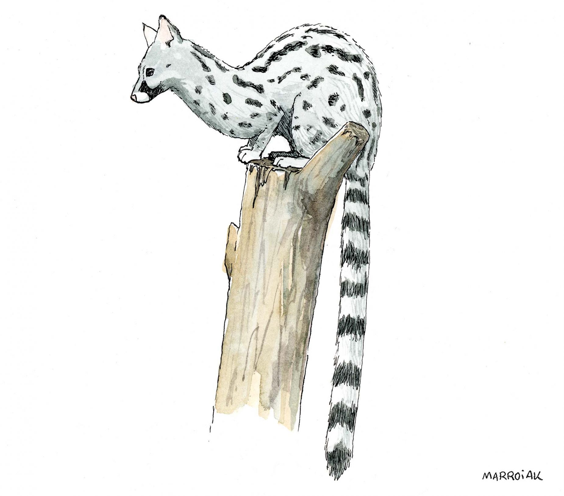 Mamíferos - Cultura Natura • Marroiak™